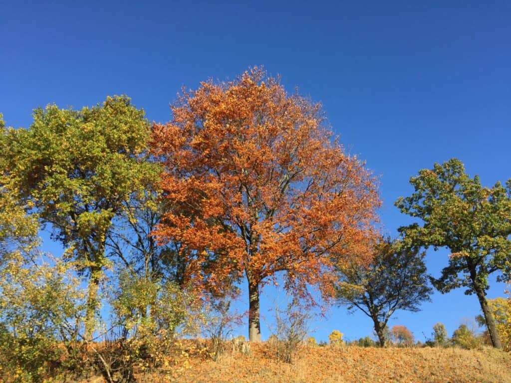 Rood staan; 3 maanden langer doorwerken? - Mr FOB