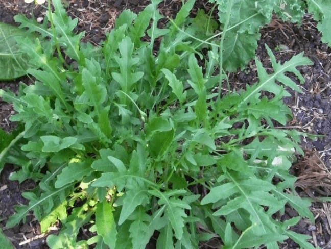 Goedkoop eten: hoe kun je besparen op groenten - Mr FOB